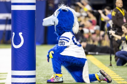 Indianapolis Colts Mascot Blue During Nfl Editorial Stock Photo - Stock ...