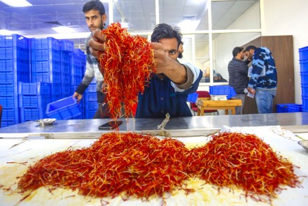 Farmer Displays Saffron After Picking Flowers Editorial Stock Photo ...