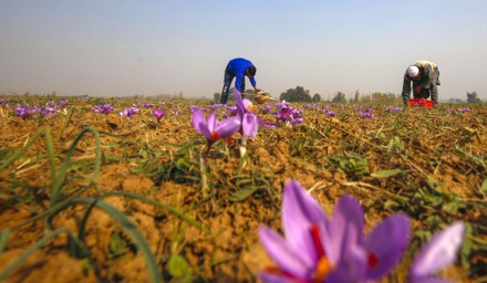 Kashmiri Farmers Pick Saffron Flowers Saffron Editorial Stock Photo ...