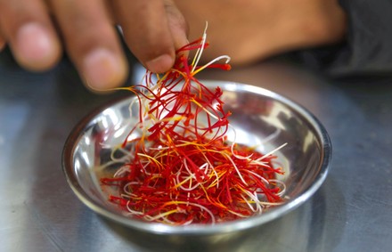 Laborer Displays Saffron After Picking Flowers Editorial Stock Photo ...