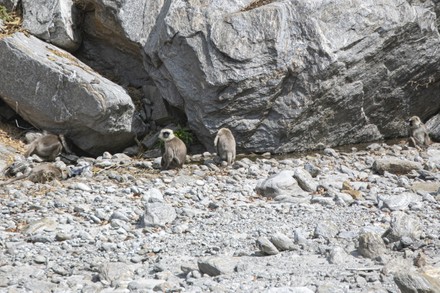 Nepal Gray Langur Monkeys Wild Langtang Editorial Stock Photo - Stock ...