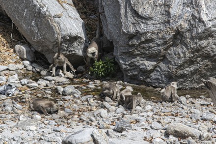 Nepal Gray Langur Monkeys Wild Langtang Editorial Stock Photo - Stock ...