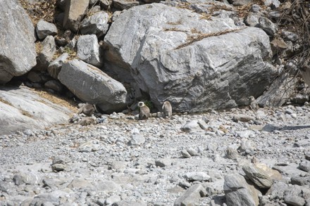 Nepal Gray Langur Monkeys Wild Langtang Editorial Stock Photo - Stock ...