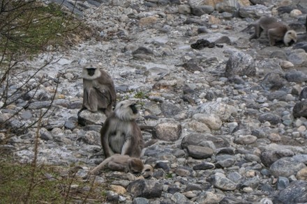 Nepal Gray Langur Monkeys Wild Langtang Editorial Stock Photo - Stock ...
