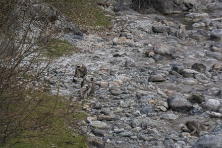 Nepal Gray Langur Monkeys Wild Langtang Editorial Stock Photo - Stock ...