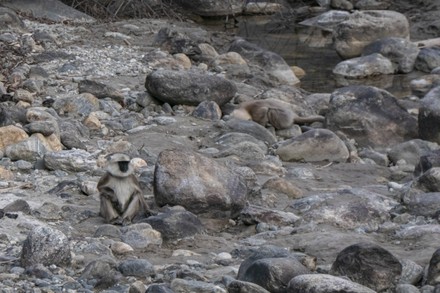 Nepal Gray Langur Monkeys Wild Langtang Editorial Stock Photo - Stock ...