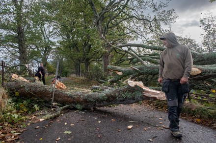 Fallen Tree Blocks Road Walditch Dorset Editorial Stock Photo - Stock ...