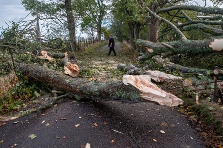 Fallen Tree Blocks Road Walditch Dorset Editorial Stock Photo - Stock ...