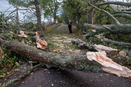 Fallen Tree Blocks Road Walditch Dorset Editorial Stock Photo - Stock ...