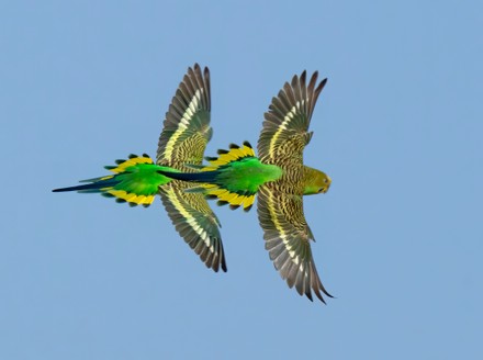 Parakeet Appear Have Extra Set Wings Editorial Stock Photo - Stock ...