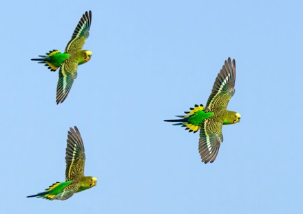 Parakeet Appear Have Extra Set Wings Editorial Stock Photo - Stock ...