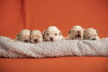 __COUNT__ Five adorable puppies at the Gables Cats and Dogs Home in ...
