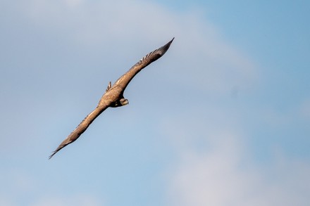 7,000 Blue flight Stock Pictures, Editorial Images and Stock Photos ...