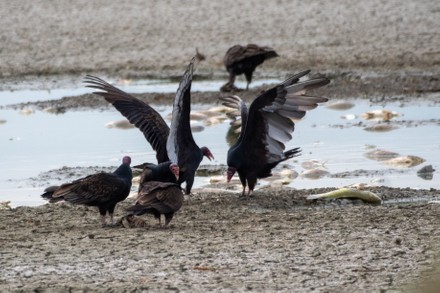 Turkey Vulture Seen Flight Near Great Editorial Stock Photo - Stock ...