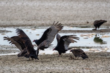 Wake Turkey Vultures Seen Feeding Near Editorial Stock Photo - Stock ...