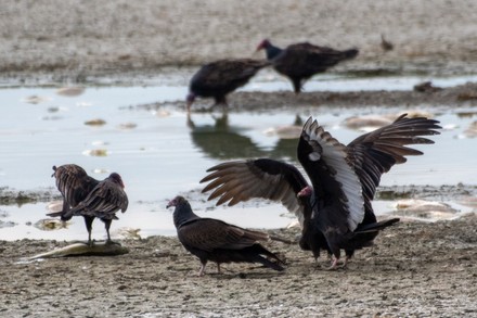 Wake Turkey Vultures Seen Feeding Near Editorial Stock Photo - Stock ...