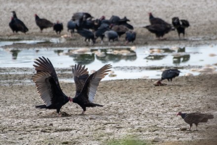 Wake Turkey Vultures Seen Feeding Near Editorial Stock Photo - Stock ...