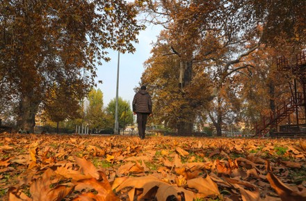 Kashmiri Man Walks Over Fallen Chinar Editorial Stock Photo - Stock ...
