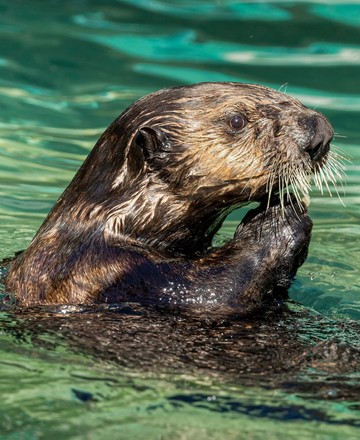 These Otters Appear Pray They Finally Editorial Stock Photo - Stock ...