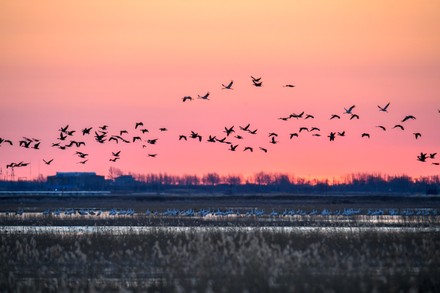 8,000 Birds fly Stock Pictures, Editorial Images and Stock Photos ...