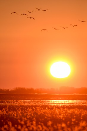 8,000 Birds fly Stock Pictures, Editorial Images and Stock Photos ...