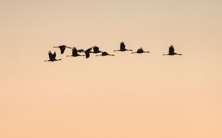 8,000 Birds fly Stock Pictures, Editorial Images and Stock Photos ...