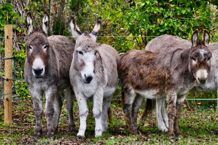 Donkeys Island Farm Sanctuary Out Heavy Editorial Stock Photo - Stock ...
