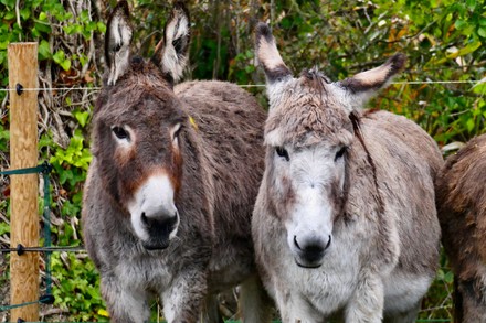 Donkeys Island Farm Sanctuary Out Heavy Editorial Stock Photo - Stock ...