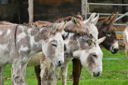 Donkeys Island Farm Sanctuary Out Heavy Editorial Stock Photo - Stock ...