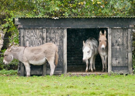 Donkeys Island Farm Sanctuary Out Heavy Editorial Stock Photo - Stock ...