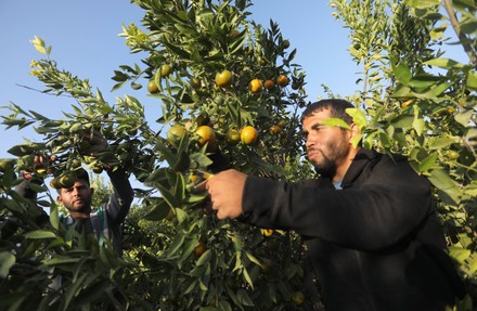 Palestinian Farmers Harvest Clementine Farm Khan Editorial Stock Photo ...