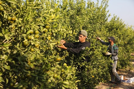 Palestinian Farmers Harvest Clementine Farm Khan Editorial Stock Photo ...