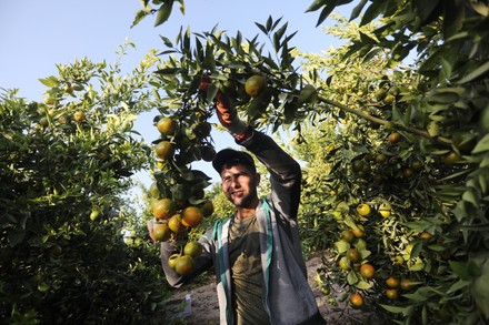 Palestinian Farmers Harvest Clementine Farm Khan Editorial Stock Photo ...