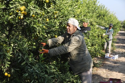 Palestinian Farmers Harvest Clementine Farm Khan Editorial Stock Photo ...