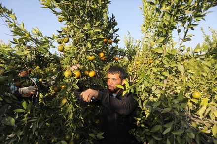 Palestinian Farmers Harvest Clementine Farm Khan Editorial Stock Photo ...