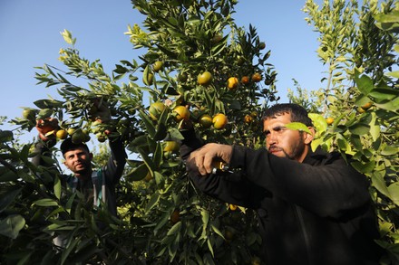 Palestinian Farmers Harvest Clementine Farm Khan Editorial Stock Photo ...