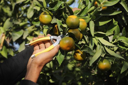Palestinian Farmers Harvest Clementine Farm Khan Editorial Stock Photo ...