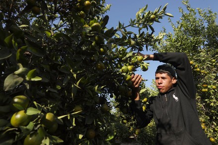 Palestinian Farmers Harvest Clementine Farm Khan Editorial Stock Photo ...