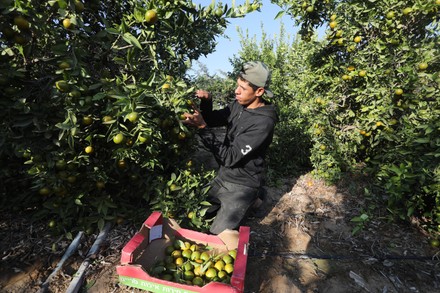 Palestinian Farmers Harvest Clementine Farm Khan Editorial Stock Photo ...