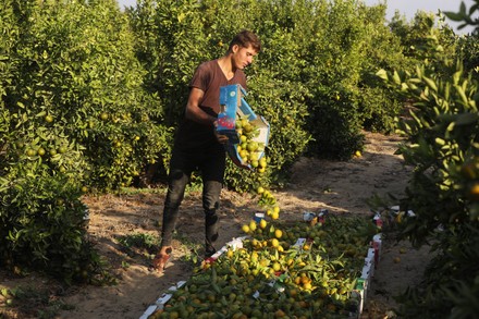 Palestinian Farmers Harvest Clementine Farm Khan Editorial Stock Photo ...