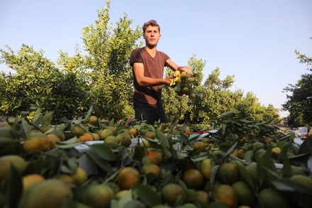 Palestinian Farmers Harvest Clementine Farm Khan Editorial Stock Photo ...