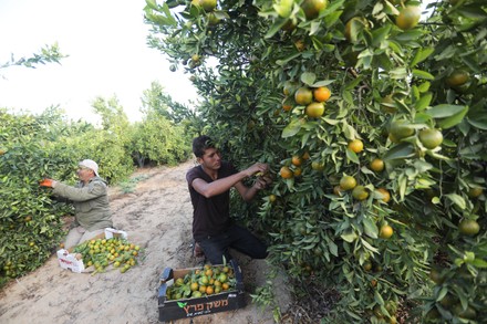 Palestinian Farmers Harvest Clementine Farm Khan Editorial Stock Photo ...