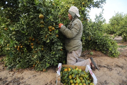 Palestinian Farmers Harvest Clementine Farm Khan Editorial Stock Photo ...