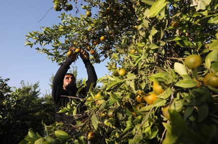Palestinian Farmers Harvest Clementine Farm Khan Editorial Stock Photo ...