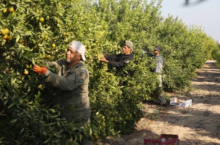 Palestinian Farmers Harvest Clementine Farm Khan Editorial Stock Photo ...