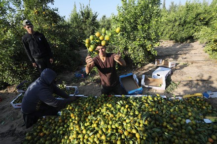 Palestinian Farmers Harvest Clementine Farm Khan Editorial Stock Photo ...