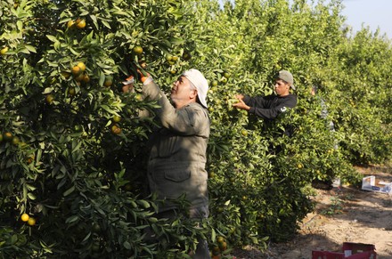 Palestinian Farmers Harvest Clementine Farm Khan Editorial Stock Photo ...
