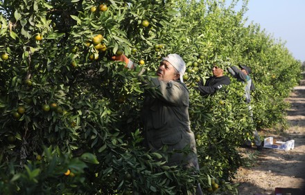 Palestinian Farmers Harvest Clementine Farm Khan Editorial Stock Photo ...