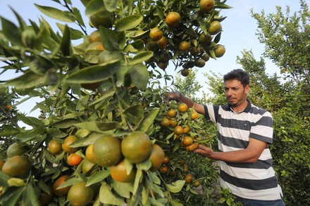 Palestinian Farmers Harvest Clementine Farm Khan Editorial Stock Photo ...