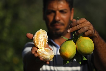 Palestinian Farmer Harvests Citrus Fruits Farm Editorial Stock Photo ...